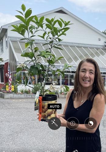 Zesty for lemons | Columns | derrynews.com