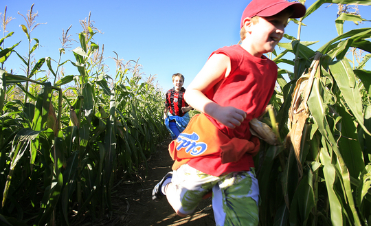 Londonderry corn maze is a challenge for many | News | derrynews.com