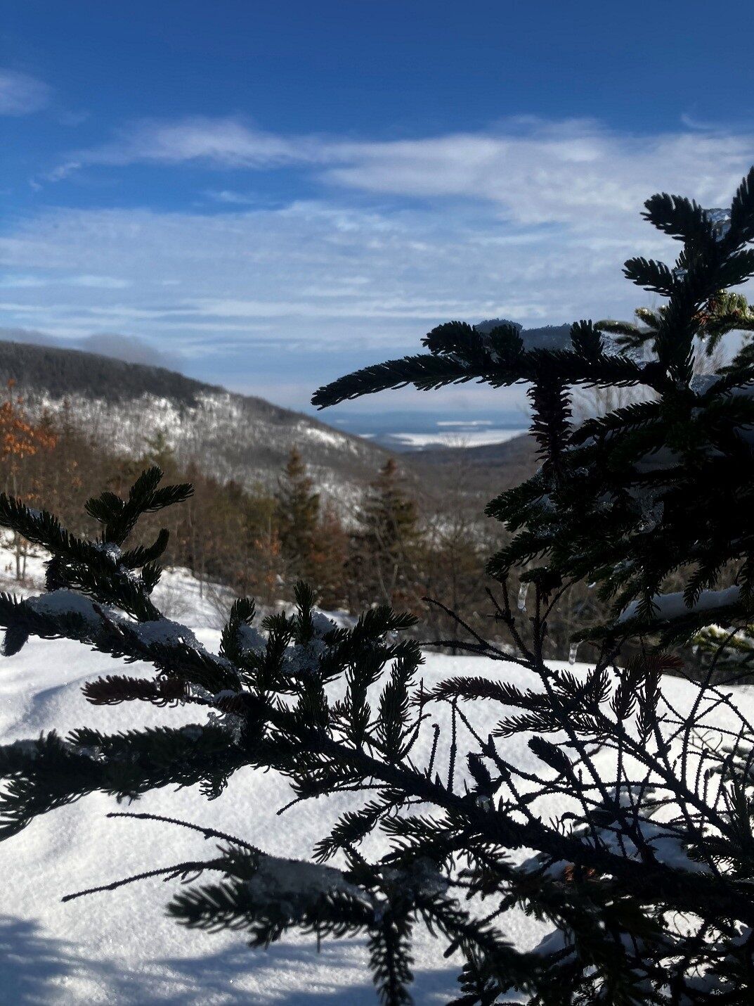 Below tree line but beyond compare | Columns | derrynews.com