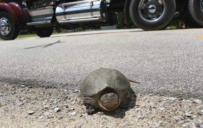 Summer roads still a threat for turtles | News | derrynews.com