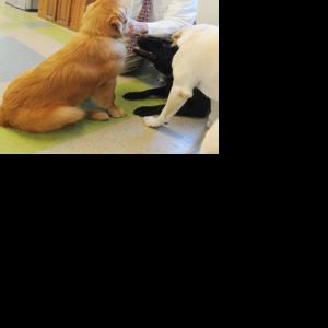 Pinkerton Academy classes go to the dogs | News | derrynews.com