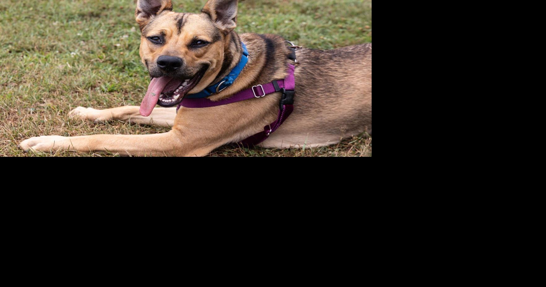 SPCA offers tips to keep dogs cool this spring | Lifestyles | derrynews.com