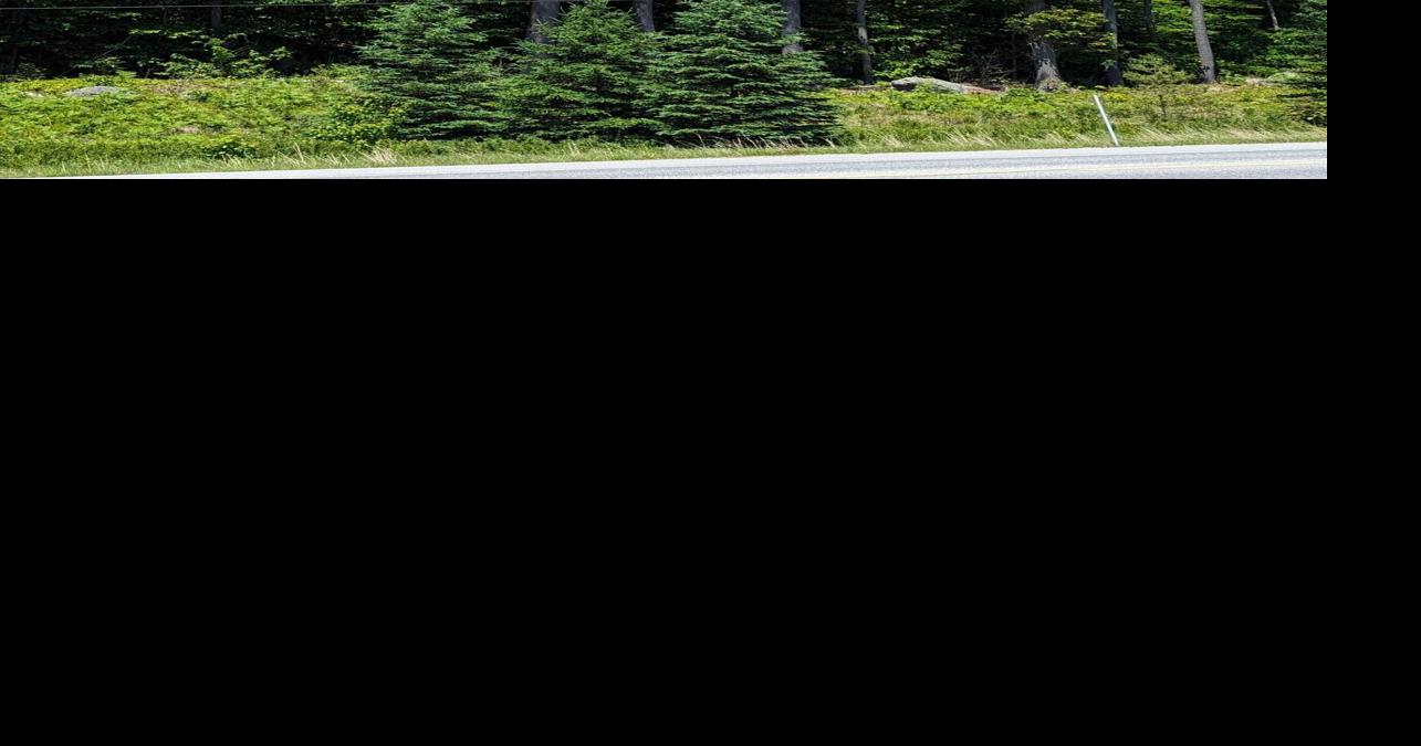 Fungus causing pine tree needle drop | News | derrynews.com