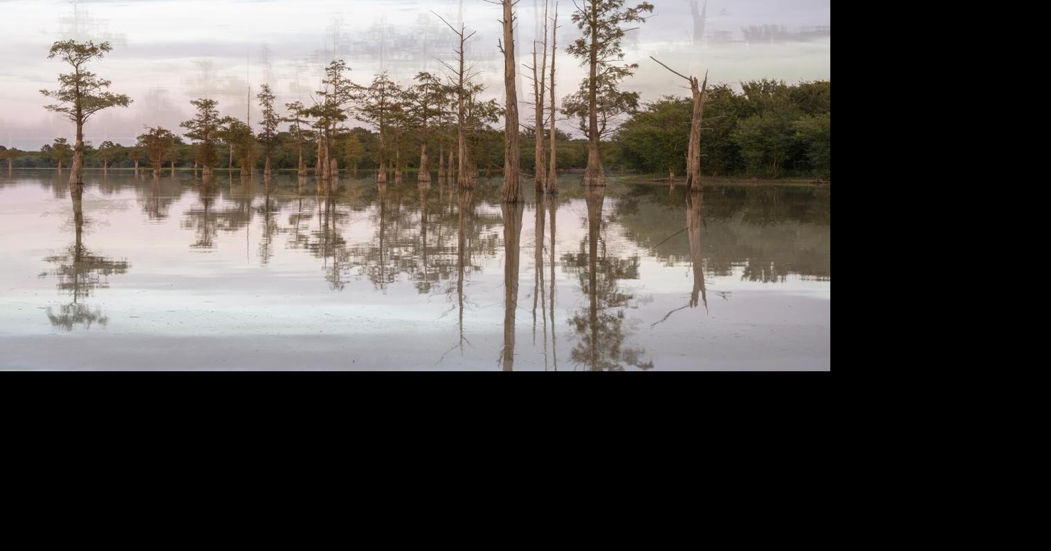 Tripping in a tree: Southaven photographer tapped for art invitational ...