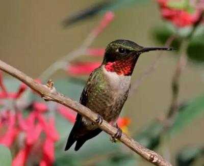 Southaven to host fall hummingbird festival | News | desototimes.com