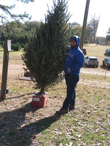 Picking the right tree can be a “Merry” time | News | desototimes.com