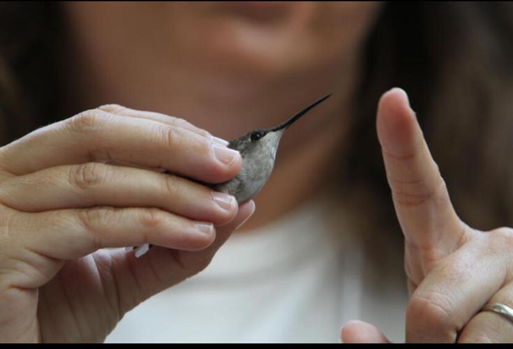Southaven to host fall hummingbird festival | News | desototimes.com