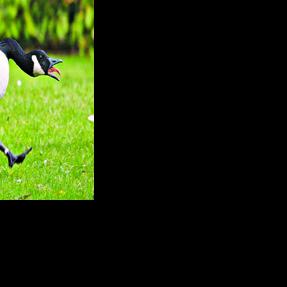 When your goose is cooked — run | Features | desototimes.com