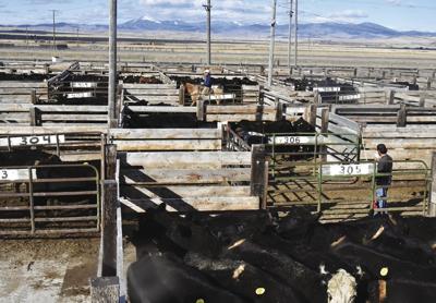 Home On The Range | News | dillontribune.com