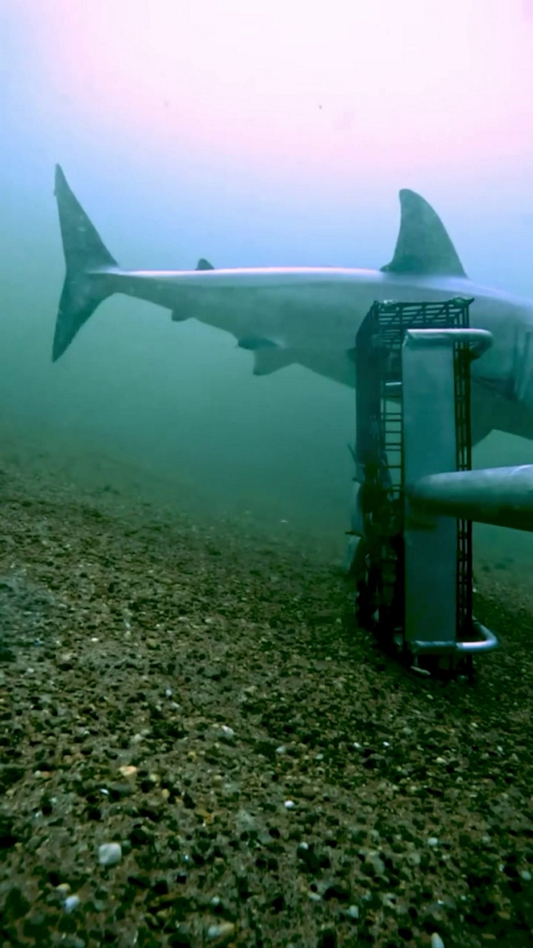 First time ‘elusive’ great white shark filmed off Rhode Island coast ...