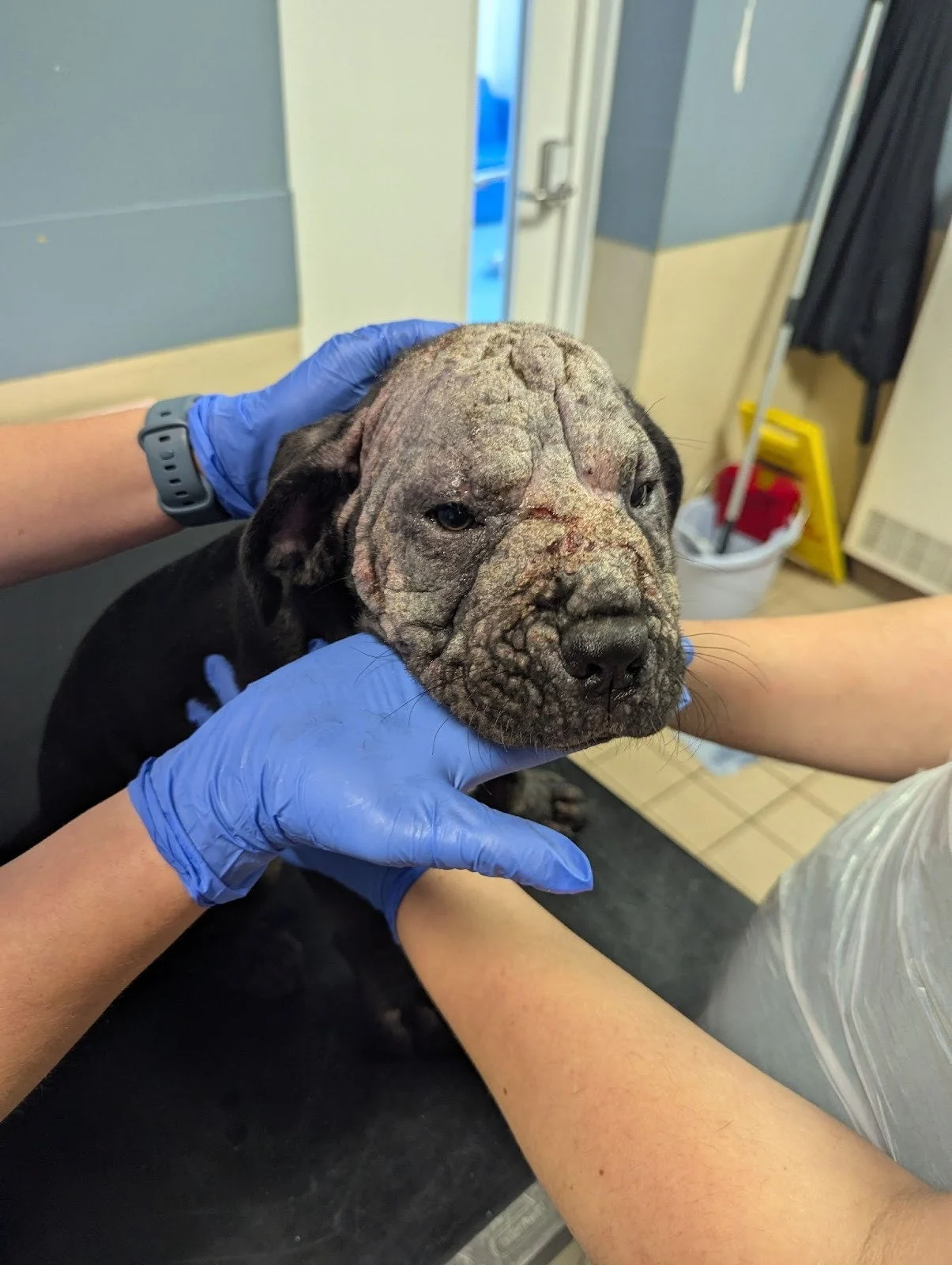 Abandoned bald puppy recovers and finds forever home | National ...