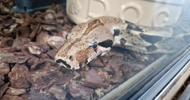 Shelter’s longest staying snake still looking for home | National ...