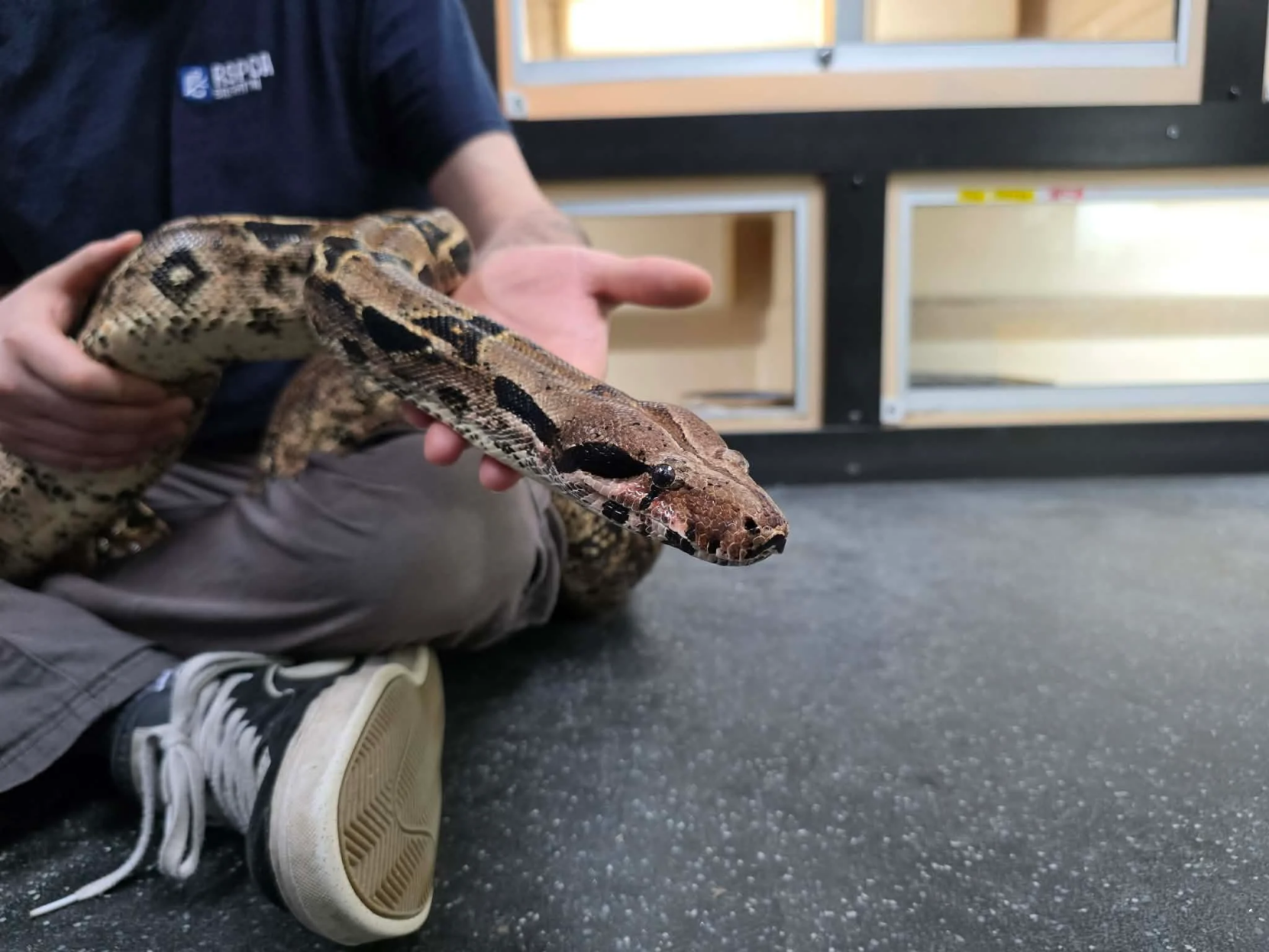 Shelter’s longest staying snake still looking for home | National ...