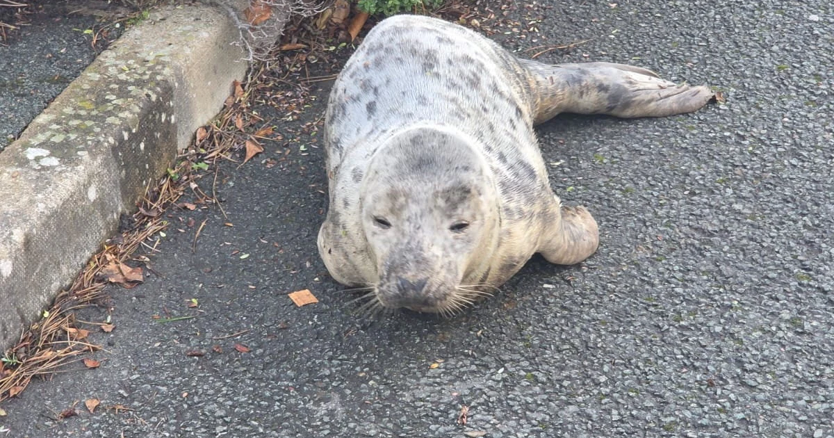 Baby seal found relaxing in hotel parking lot | National | douglas ...