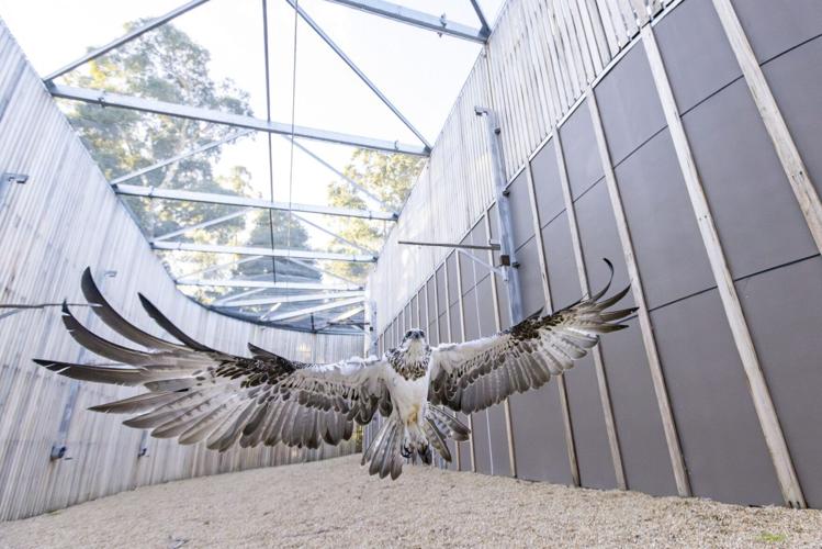 Osprey swoops gracefully after stint in raptor rehab | National ...