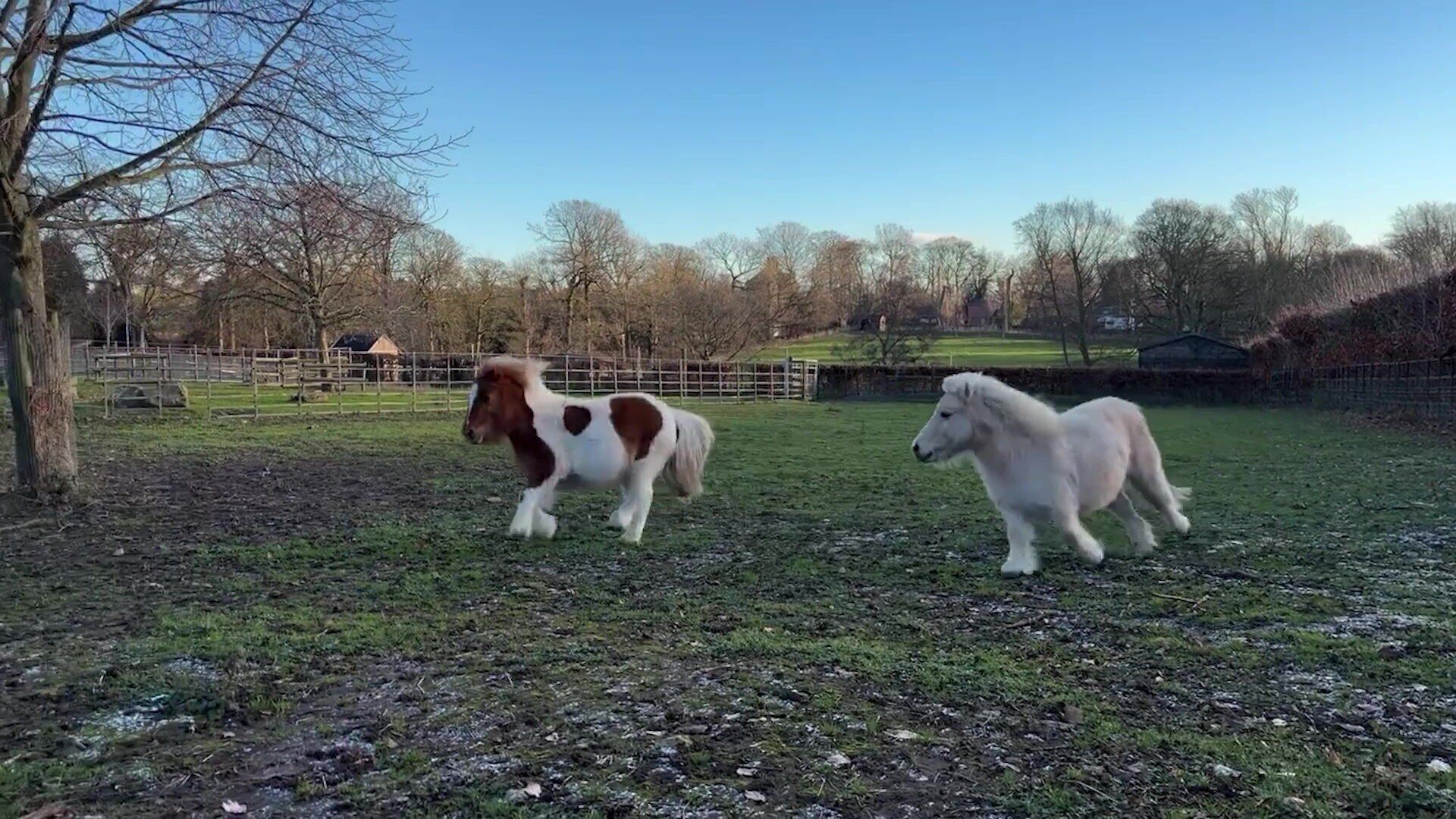 Two tiny ponies frolicking around a field | National | douglas-budget.com