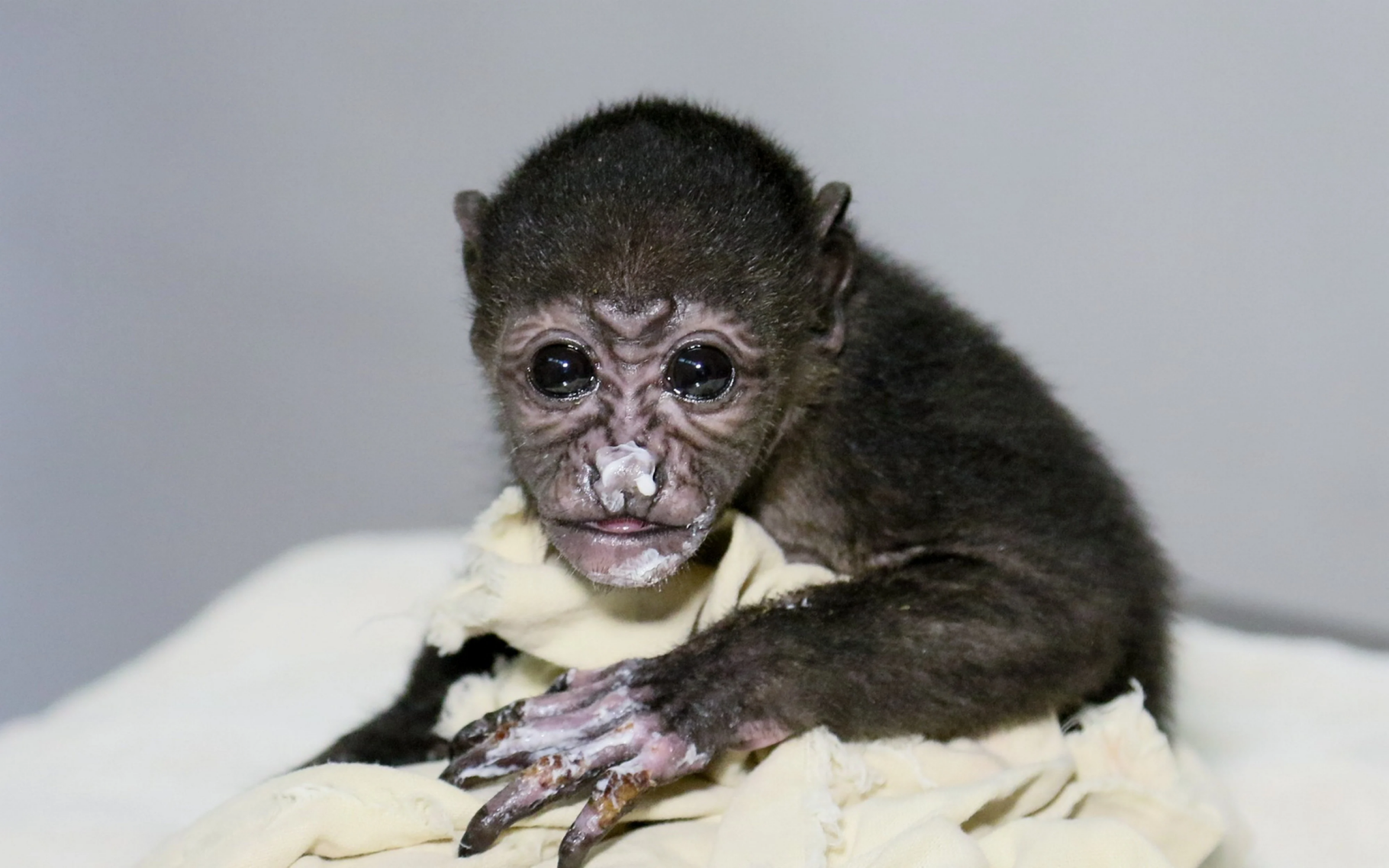 Court order may stop monkeys from being electrocuted on power lines ...