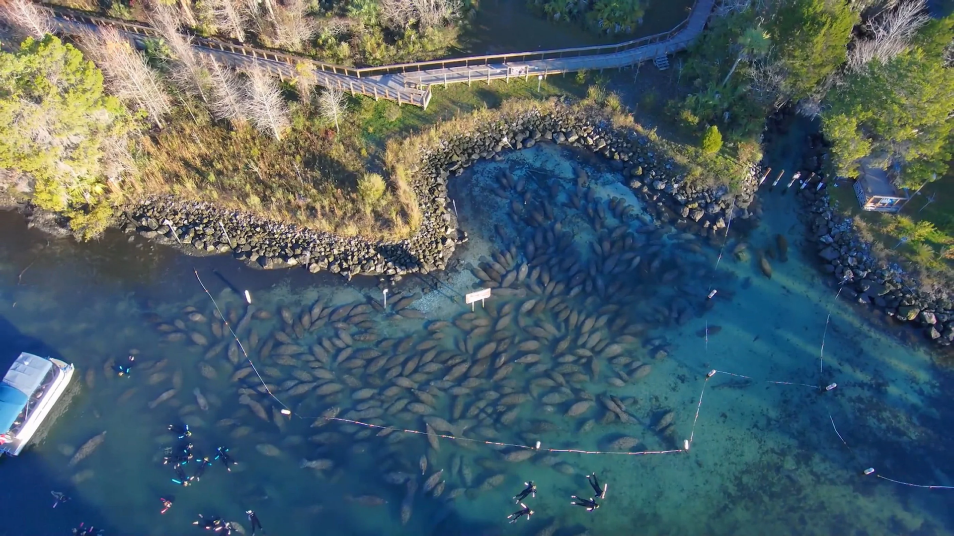Hundreds of manatees huddle together to keep warm during cold snap ...