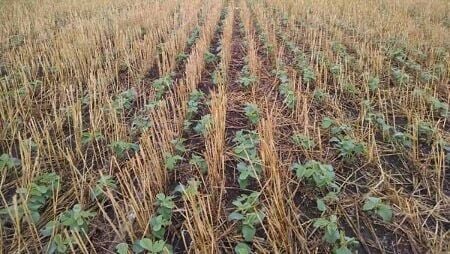 Double crop options after wheat | Farmtalk | duncanbanner.com