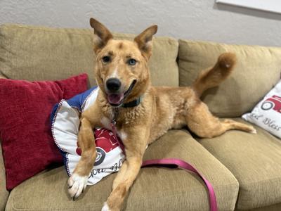 SCHS Column: Shep ready to cuddle up with his special someone ...