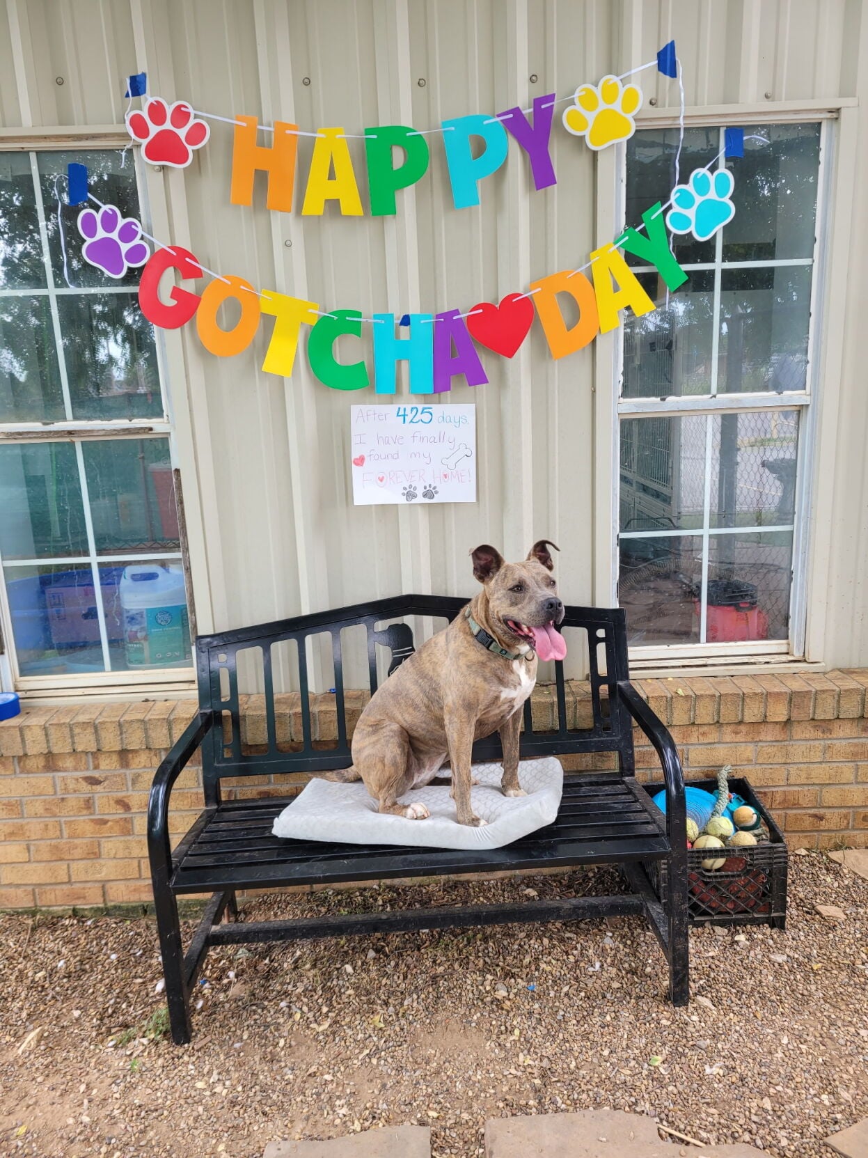 Happy tails, happy tales: Gretel adopted after 425 days | Community ...