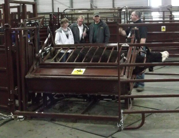 Hydraulic calf tables: Easy on calves and easy on the cattlemen ...