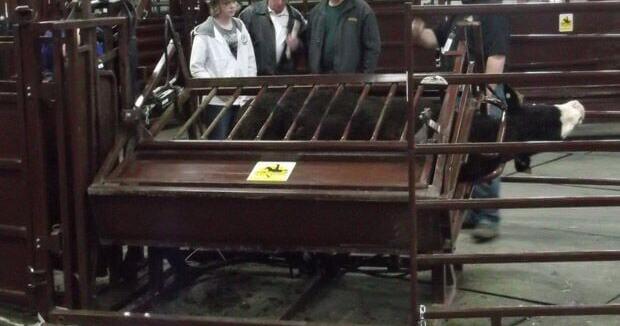 Hydraulic calf tables: Easy on calves and easy on the cattlemen ...