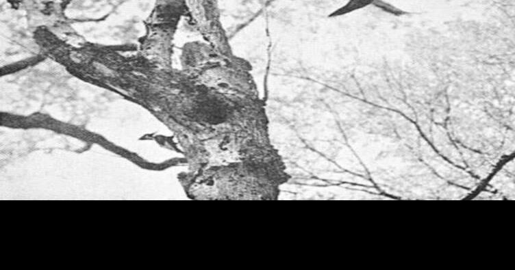 Birding Today: Final attempt to protect ivory-billed woodpecker habitat ...