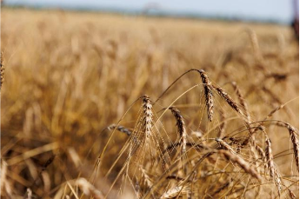 Struggling wheat and what’s ahead: A Q&A with the Farm Service Agency ...