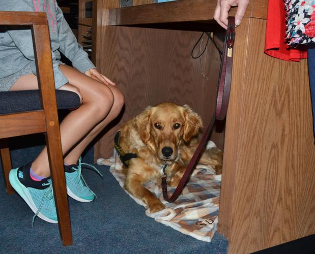 A special bond: ‘Courthouse dogs’ make invisible appearance in ...