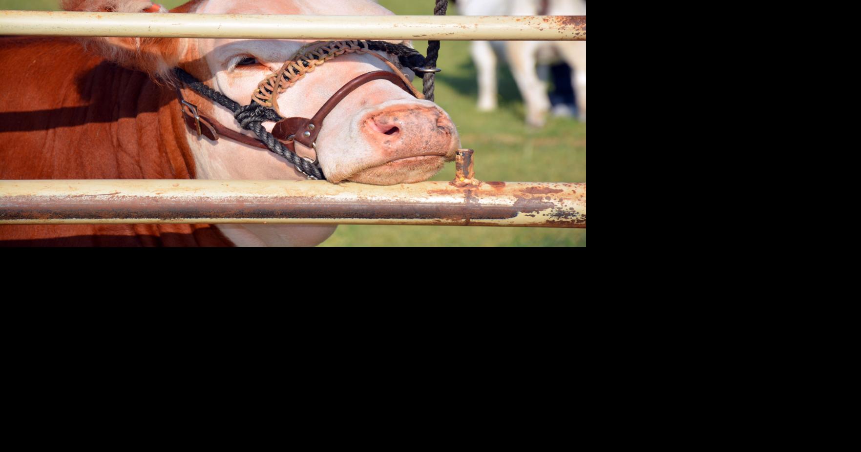 Comanche, Empire District Fair begins Friday | Community | duncanbanner.com