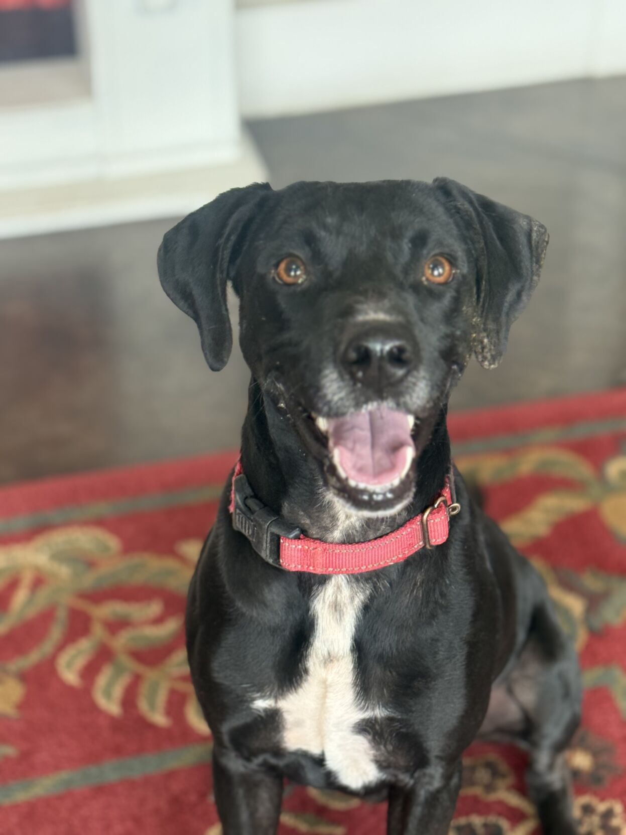 SCHS Column: Jacob ready to snuggle up with his new family | Community ...