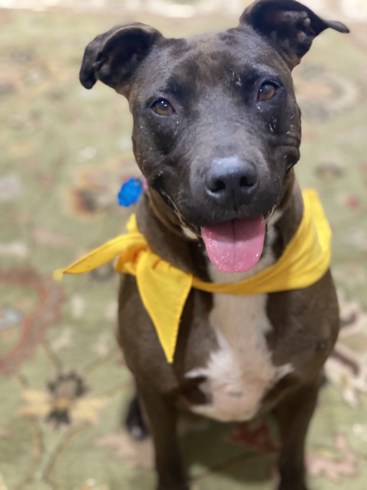 SCHS Column: Gabby, Gabby: ‘You’ve got a friend in me’ | Community ...