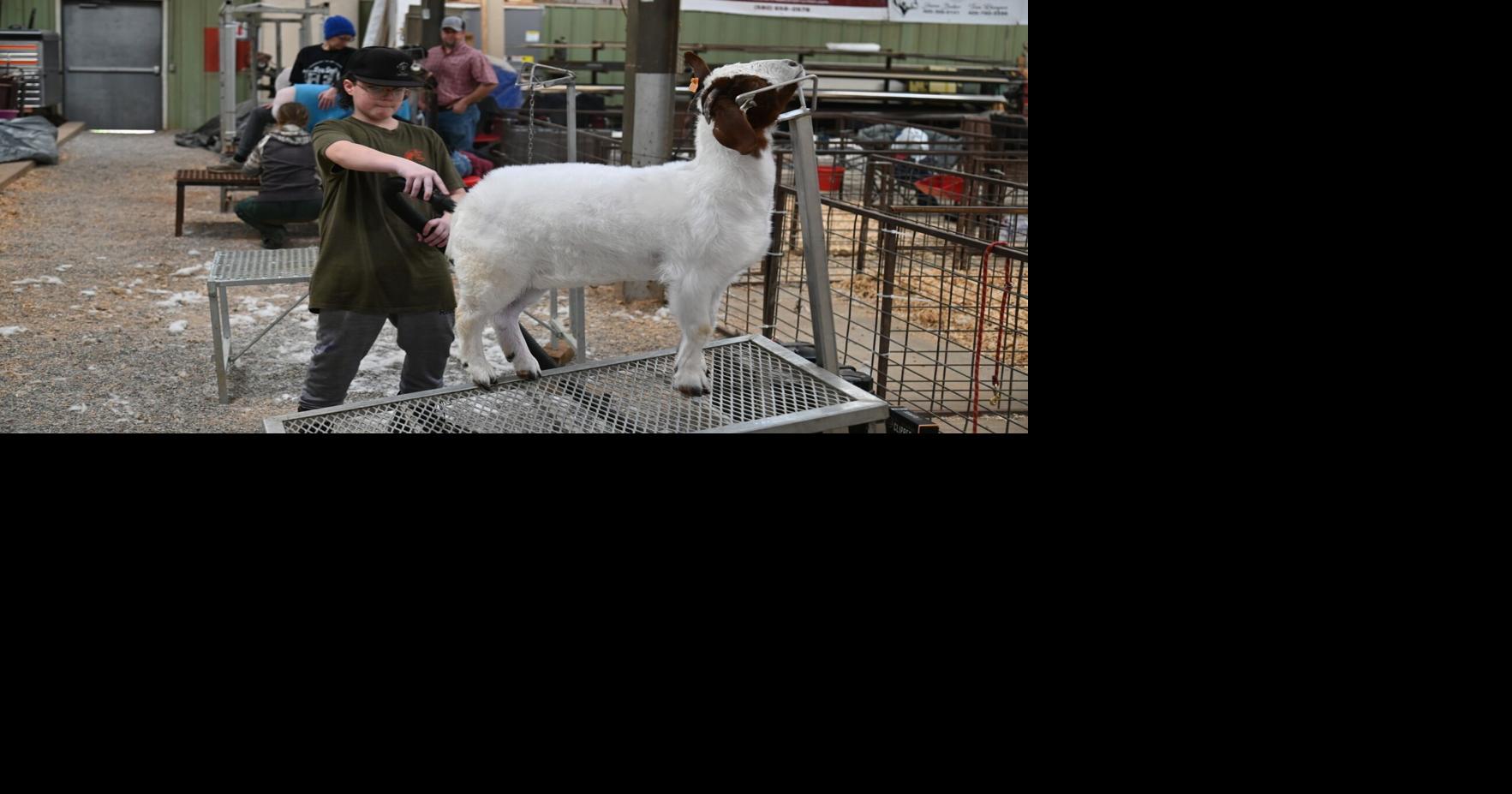 Photos: Bray-Doyle hosts Jr. Livestock Show | Community | duncanbanner.com