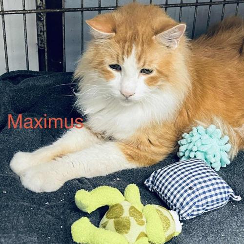 SCHS Column: Mistletoe, Maximus and Melody search for their purr-fect ...