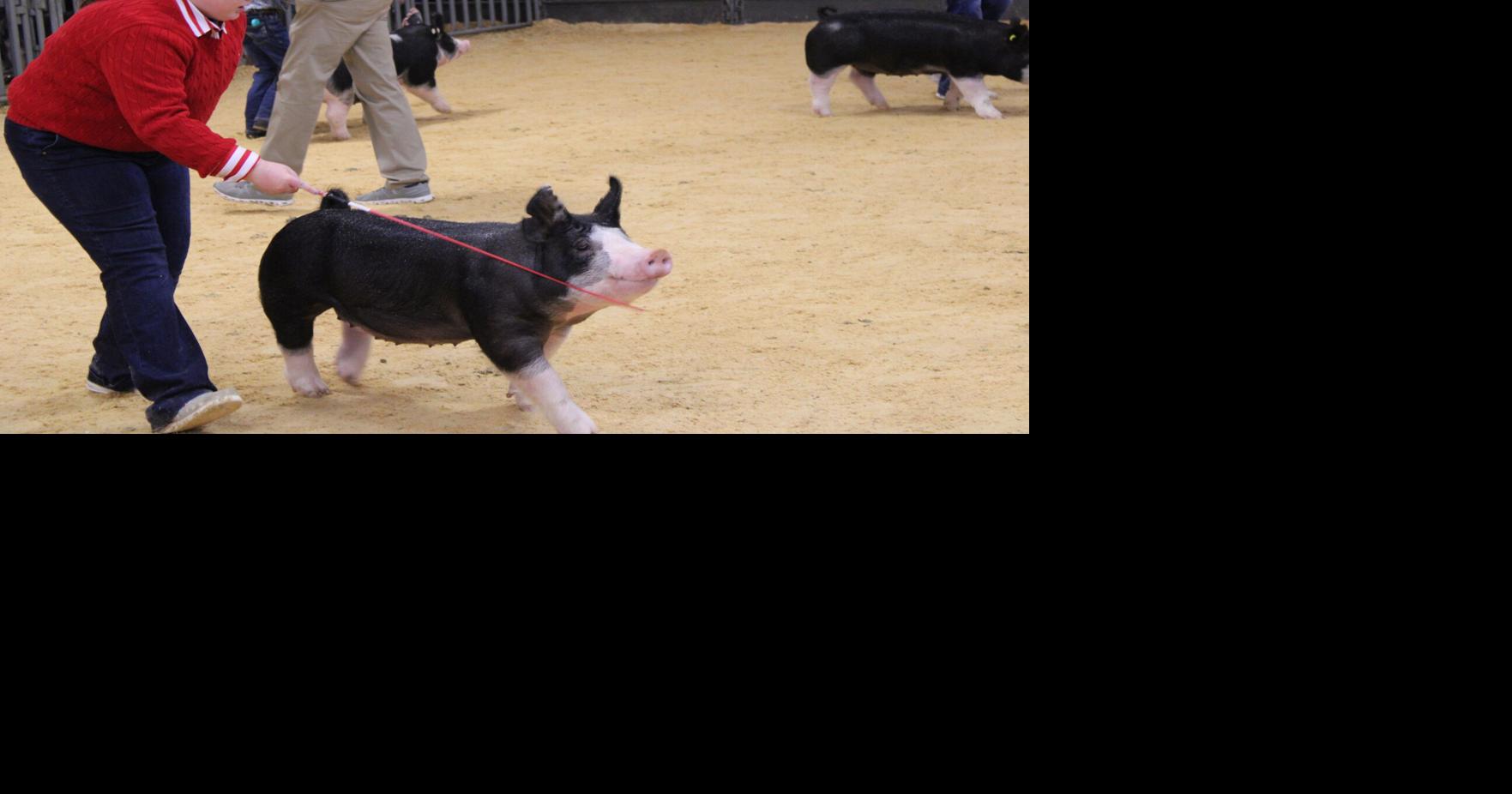 Gallery: Marlow’s Winter Classic parades prize pigs around at ...