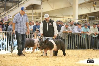 NSR Fall Classic: Where you can buy your own ‘Zuckerman’s famous pig ...