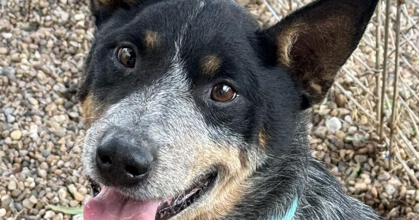 SCHS Column: Bandit, Bentley, Edward set their eyes on new homes ...