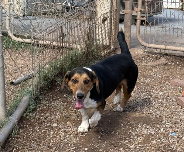 SCHS Column: Bandit, Bentley, Edward set their eyes on new homes ...