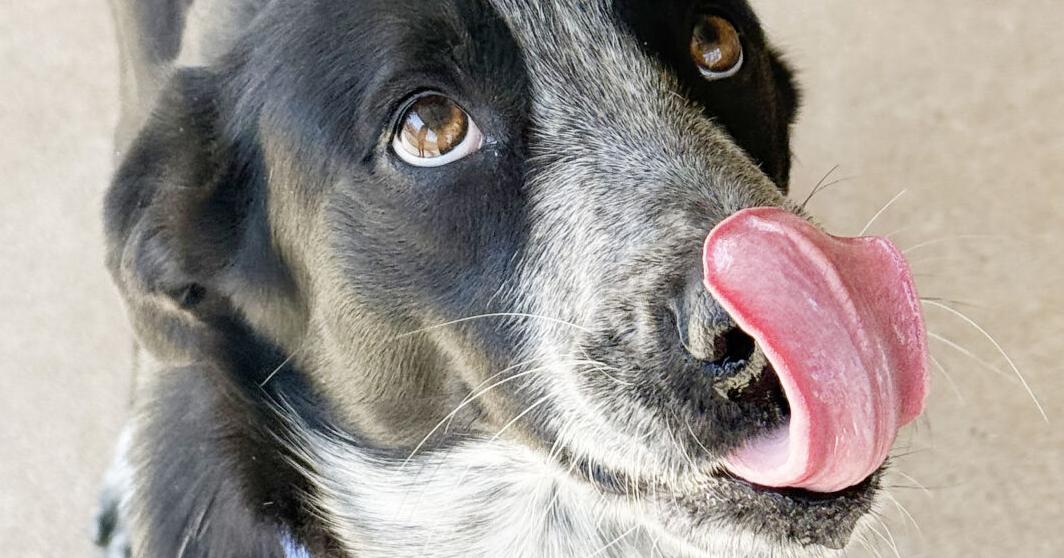 SCHS Column: Chipper, Rosie, Riley await their forever homes ...