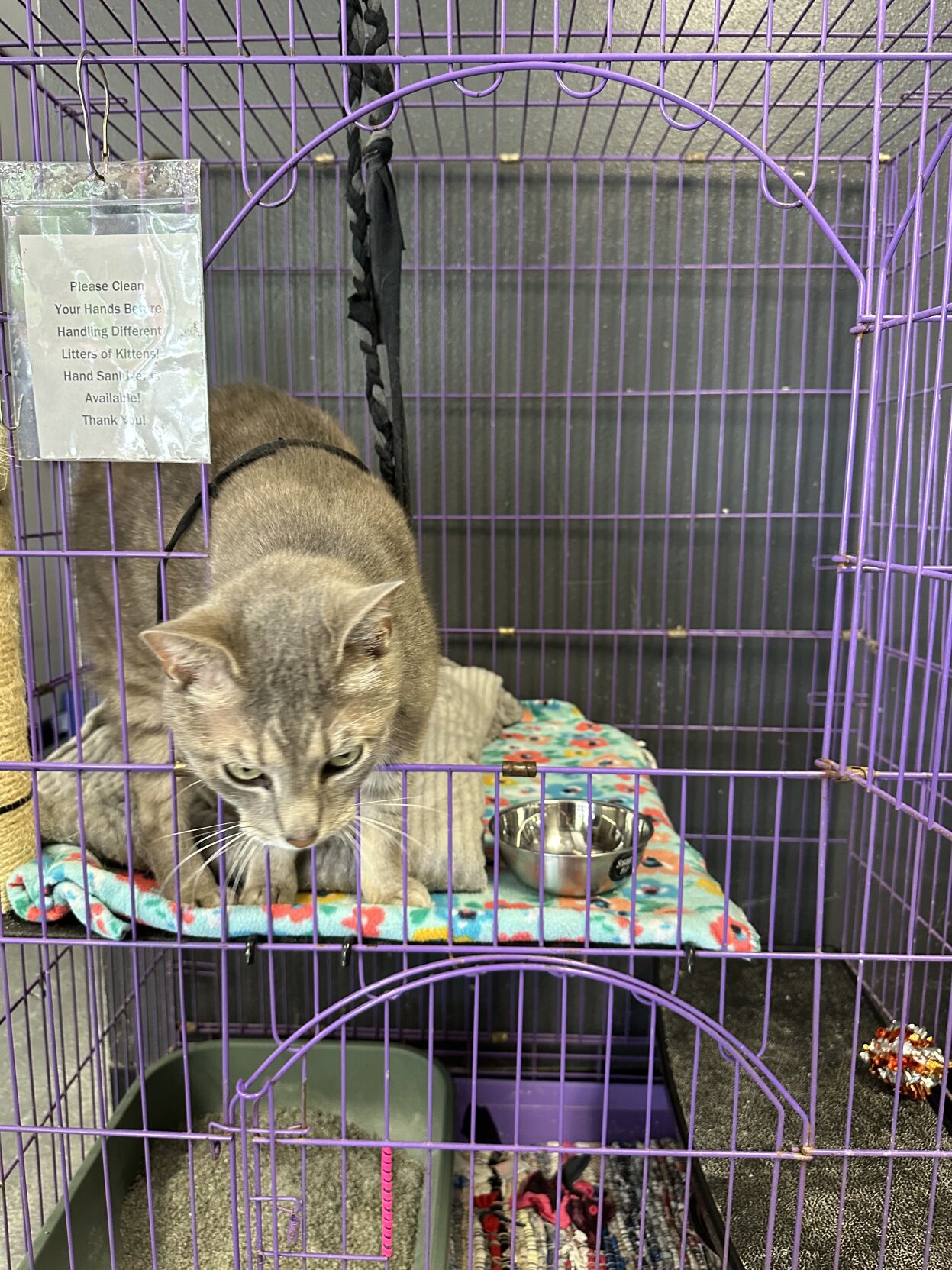 SCHS: Three cats hope to play around in new forever homes | News ...