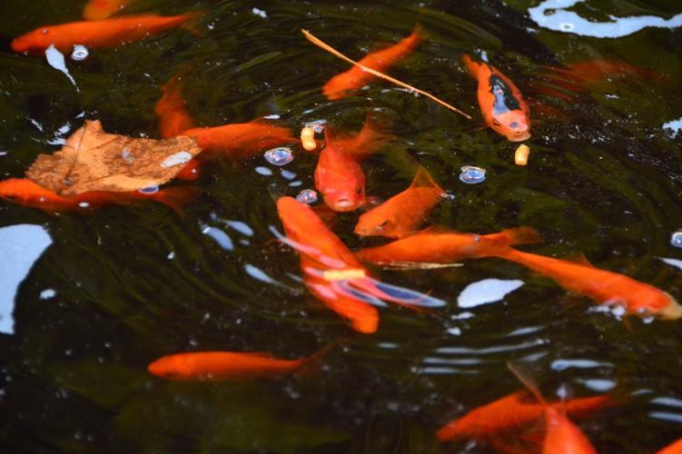 The curious case of the Fuqua Koi: Where did they come from, where did ...