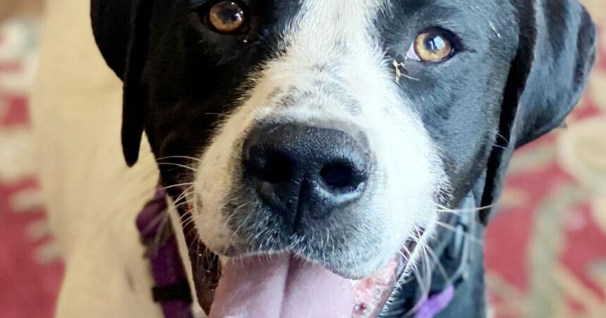 SCHS Column: Cory ready to be a gentleman for his new family ...