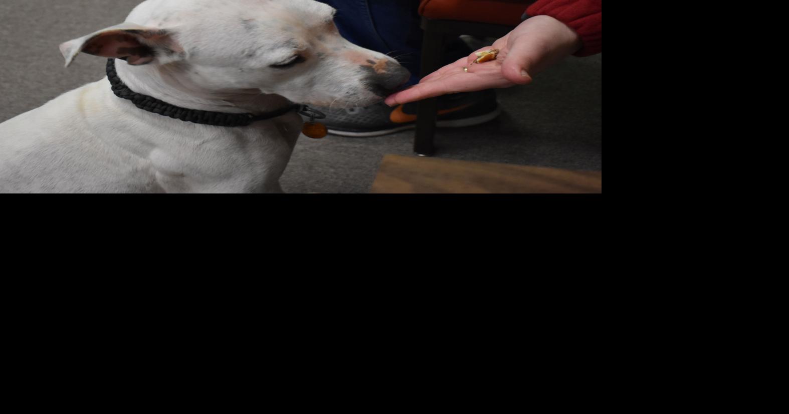 Looking for a dance partner: Sadie continues to search for a forever ...
