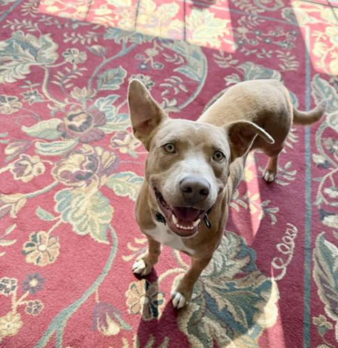 SCHS Column: Strapping Samson looking for somebody to love | Community ...