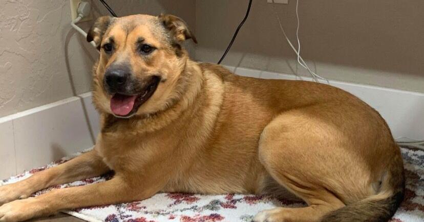 SCHS Column: Sienna full of love and affection | Community ...