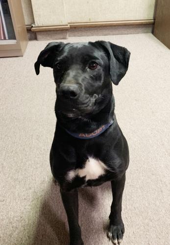 SCHS Column: Beautiful Zuri ready for a home | Community | duncanbanner.com