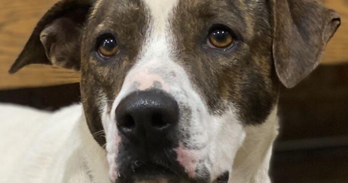 SCHS Column: Mr. Beans returns to The Banner for relaxing afternoon ...