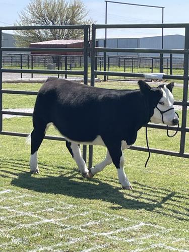 New Mexico resident takes first prize after cow’s plop in Duncan ...
