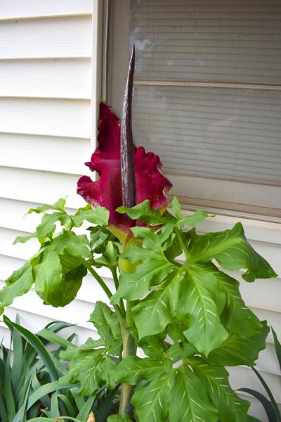 Voodoo flower makes its annual appearance | News | duncanbanner.com